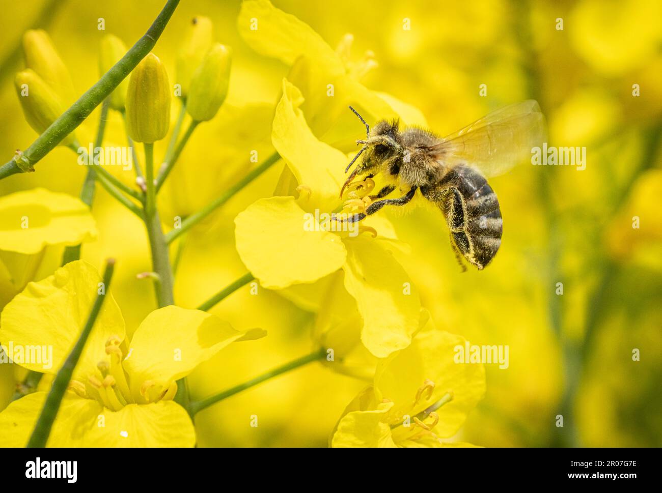 07. Mai 2023, Hessen, Bad Vilbel: Eine Biene sitzt auf einer Vielzahl ...