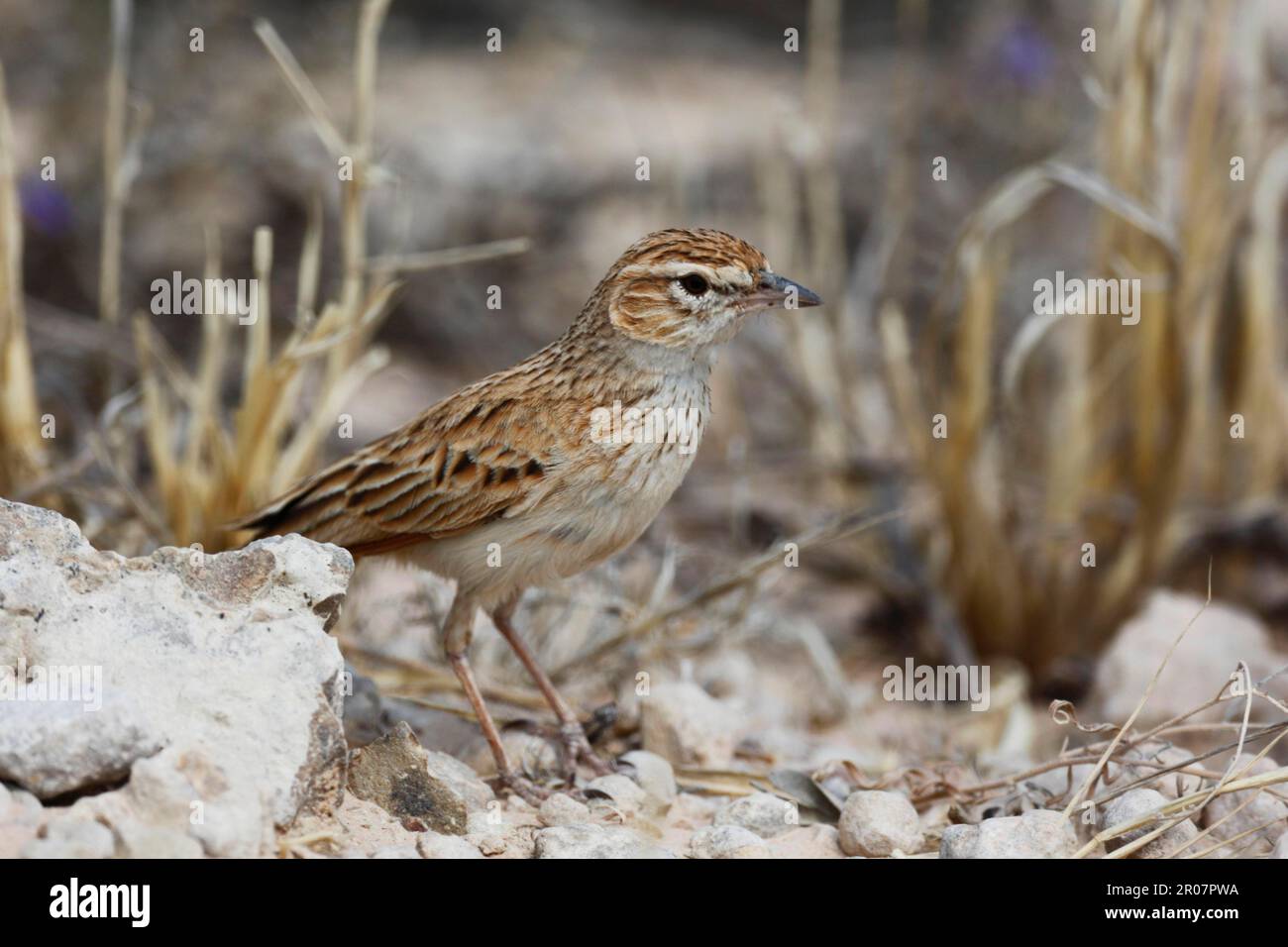 Cape clapper lerche -Fotos und -Bildmaterial in hoher Auflösung – Alamy