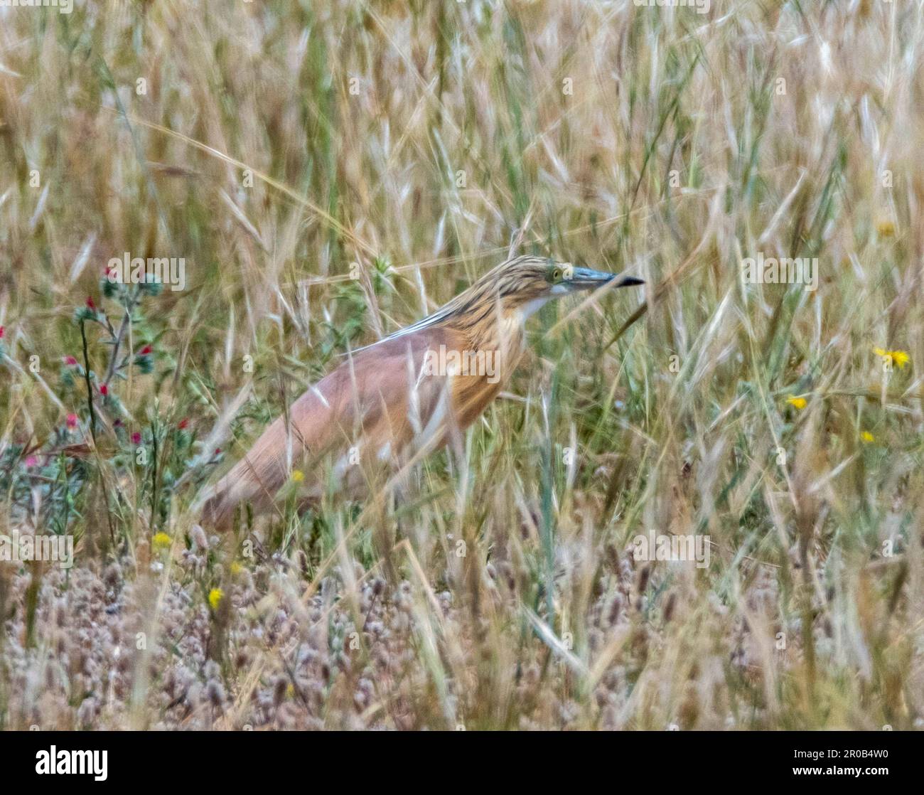 Agia vavara -Fotos und -Bildmaterial in hoher Auflösung – Alamy