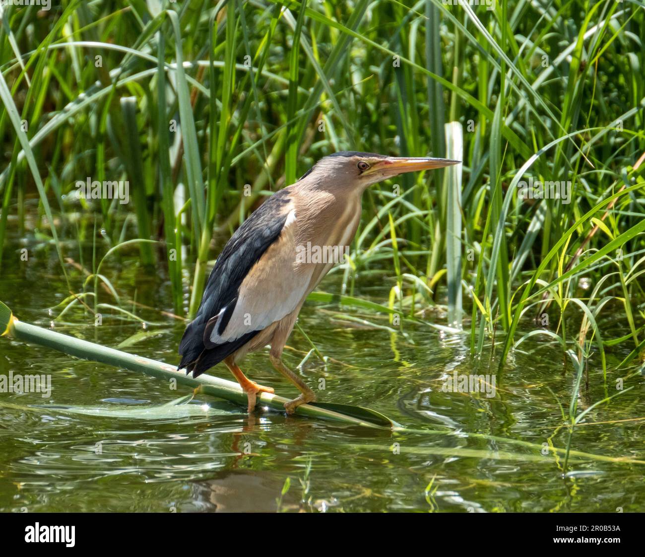 Agia vavara -Fotos und -Bildmaterial in hoher Auflösung – Alamy
