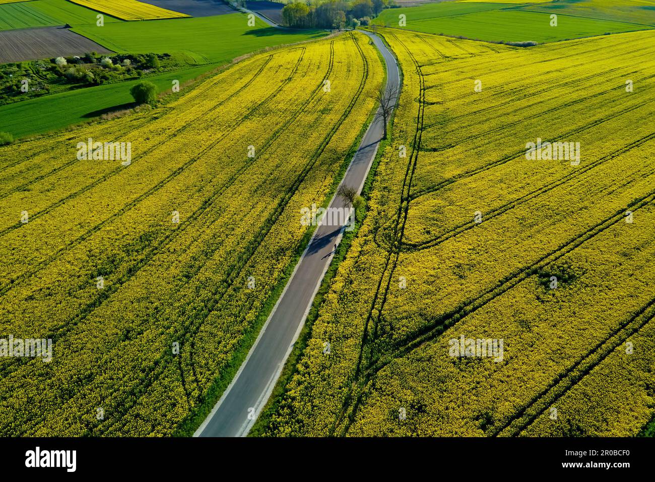 Blühende rapsfelder -Fotos und -Bildmaterial in hoher Auflösung – Alamy