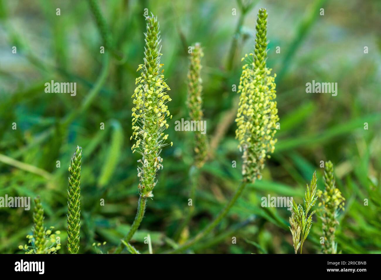 Yellow mignonette -Fotos und -Bildmaterial in hoher Auflösung – Alamy
