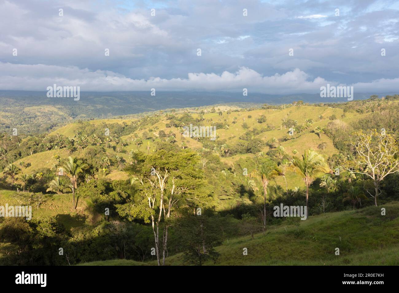 Coto brus -Fotos und -Bildmaterial in hoher Auflösung – Alamy
