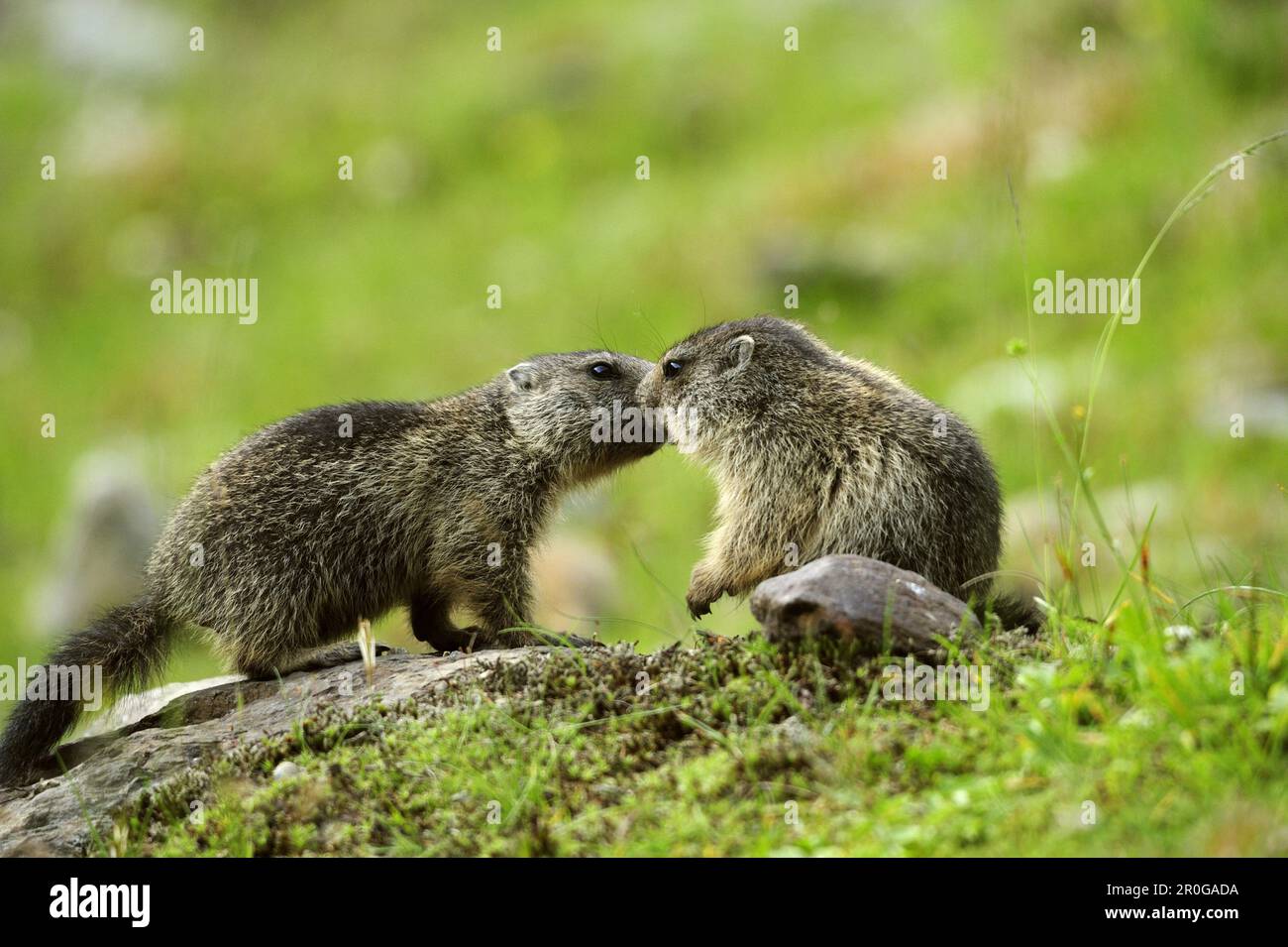 Zwei Alpine Murmeltiere (Marmota Marmota), Stubai, Stubaier Alpen, Tirol, Österreich ...