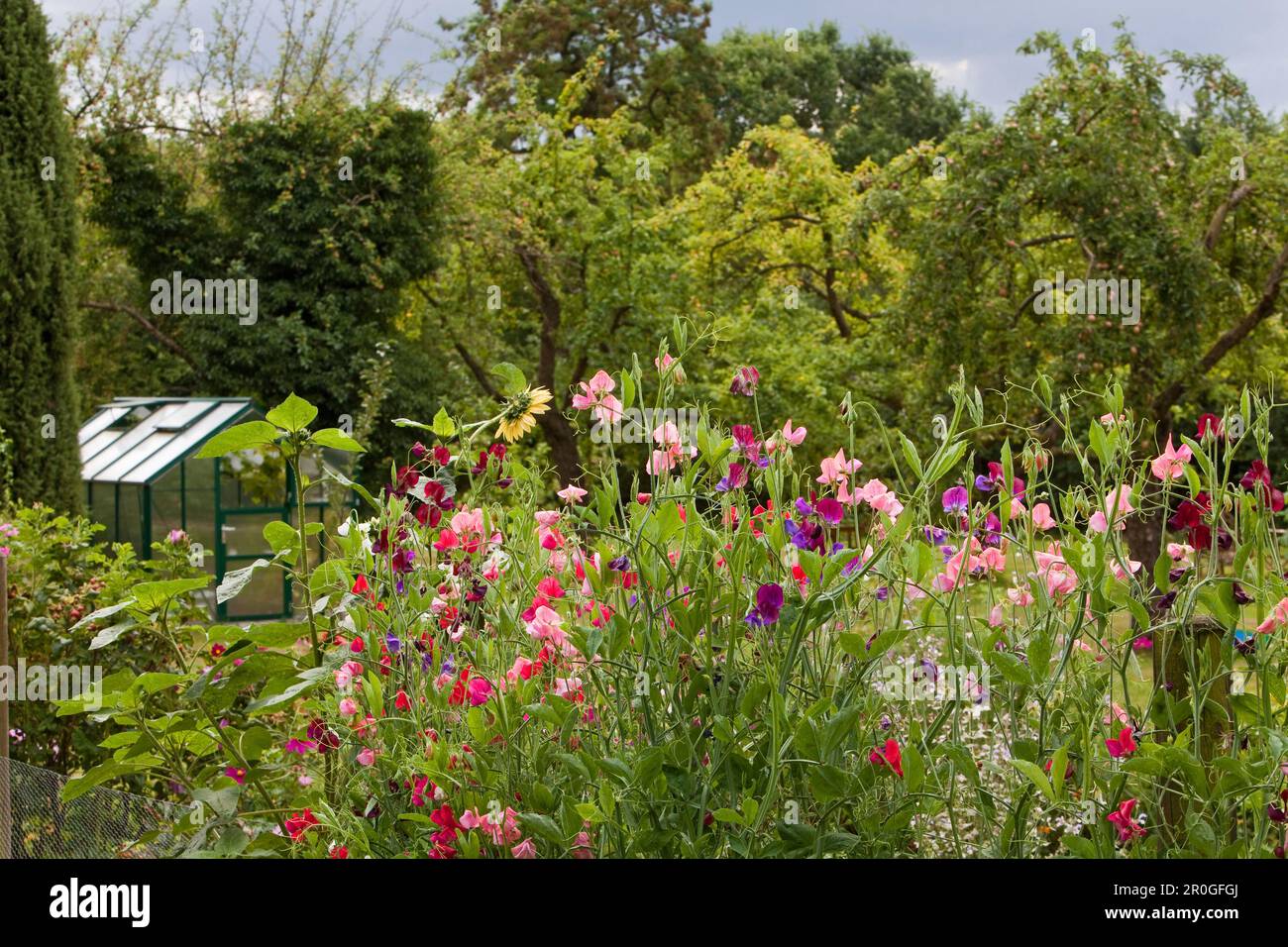 Blühende Wicken im Klostergarten, Medingen Abtei, Bad Bevensen ...
