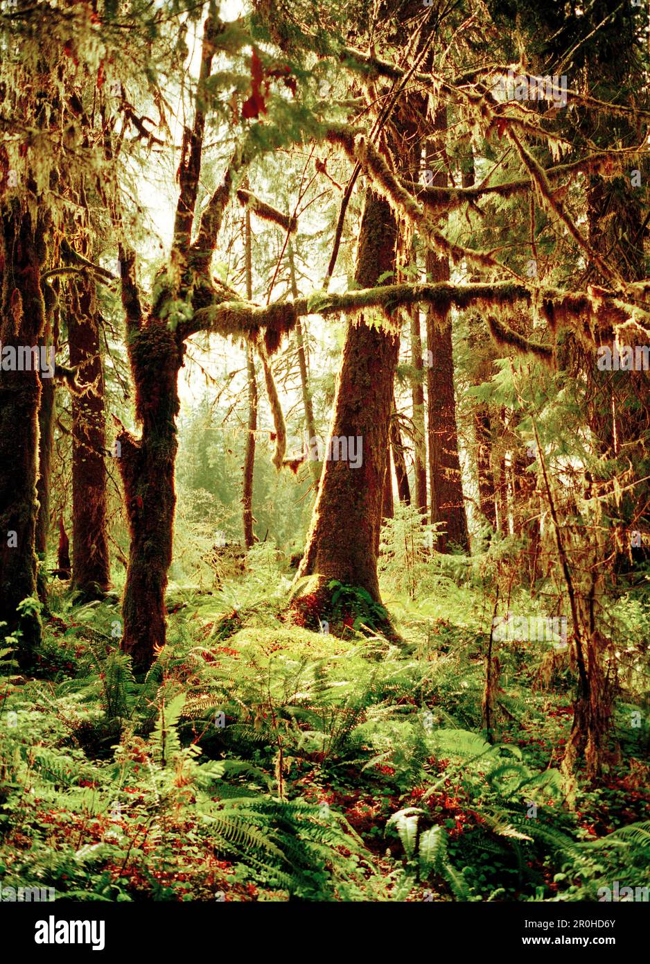 Hemlock trees -Fotos und -Bildmaterial in hoher Auflösung – Alamy