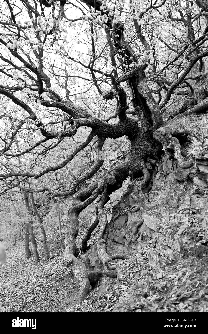 Nationalpark kellerwald edersee Schwarzweiß-Stockfotos und -bilder - Alamy