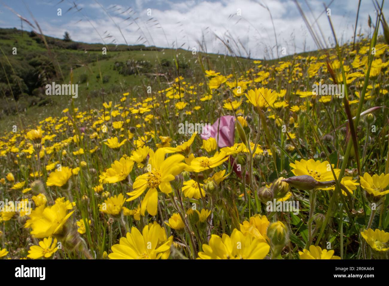 Blühende Hemizonia congesta - Hayfield Tarweed auf einem Feld in ...