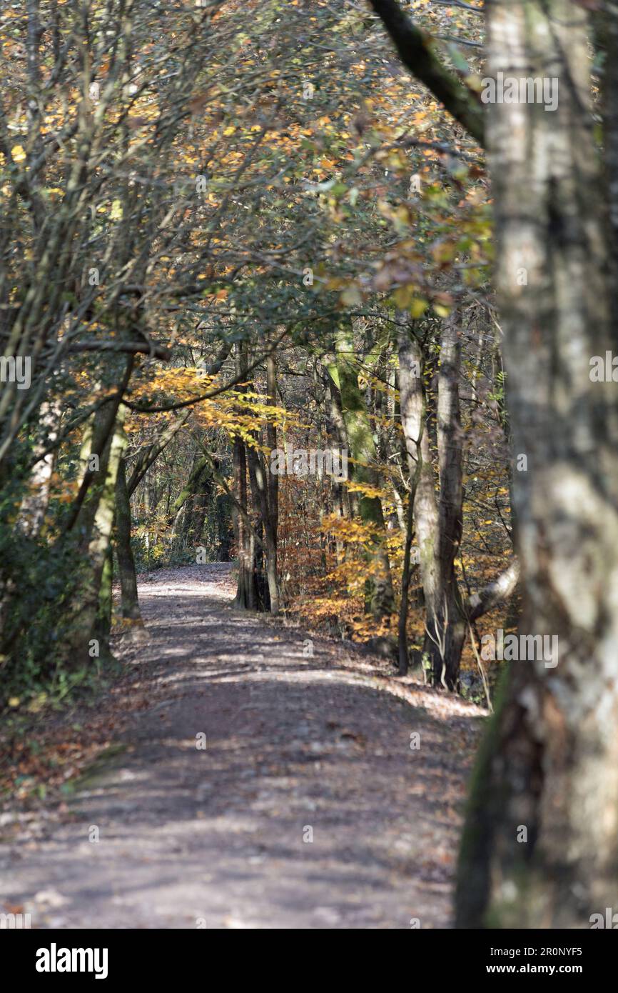 Waldweg von Brinscall durch Wheelton Plantation bis White Coppice am ...