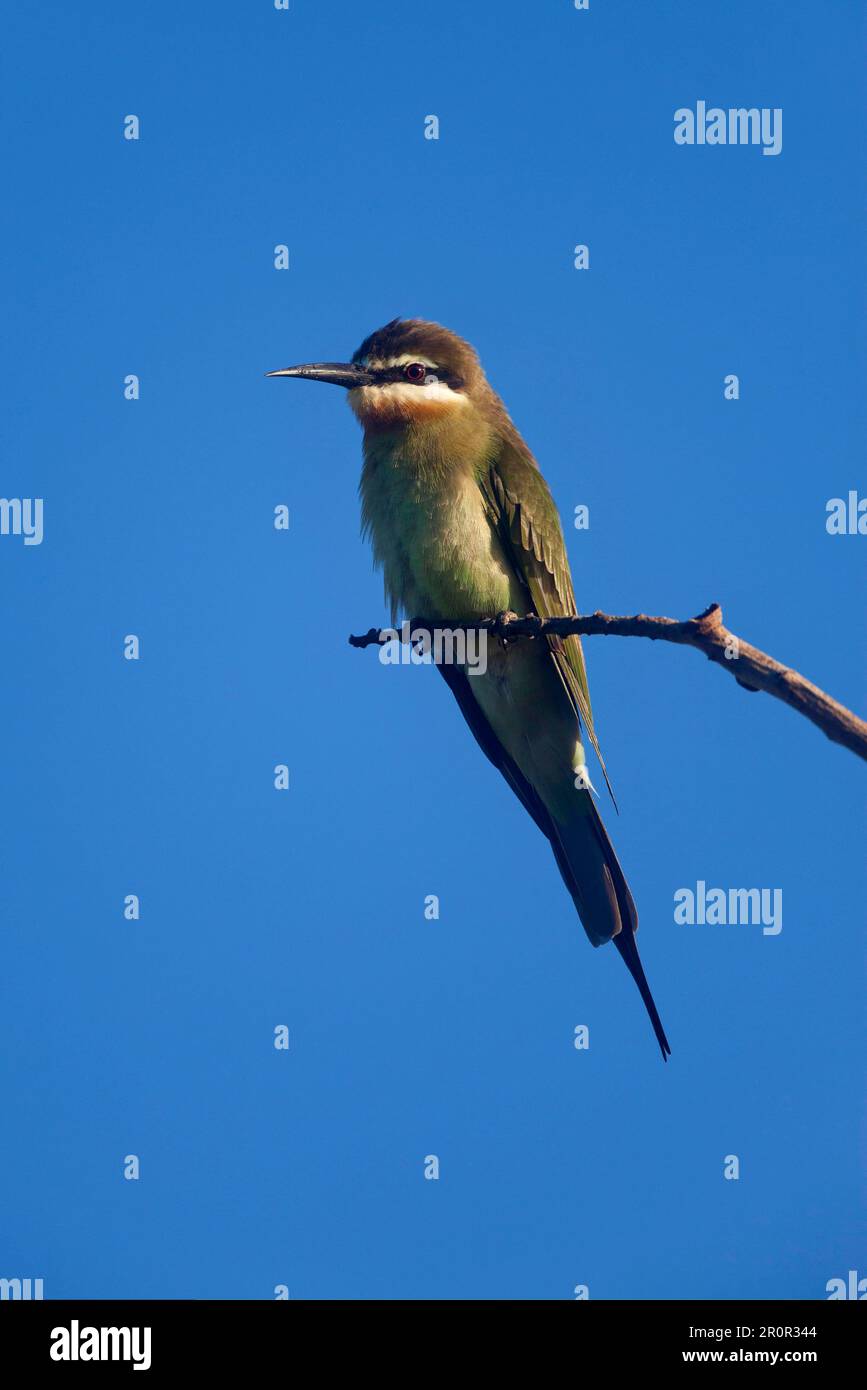 Madagaskar Bienenesser, Madagaskar Bienenesser, Tiere, Vögel ...