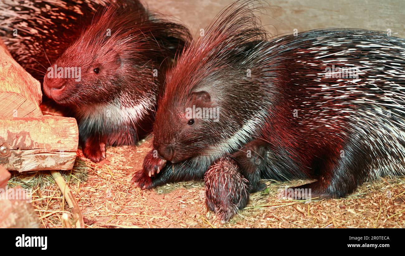 09. Mai 2023, Sachsen-Anhalt, Thale: Die neun Tage alten ...