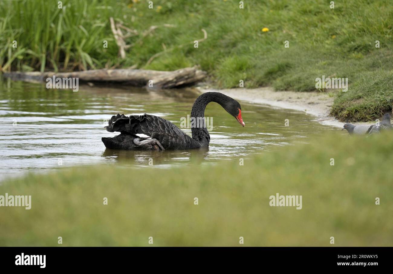 Nicht exklusiv: VINNYTSIA, UKRAINE - 09. MAI 2023 - einer von zwei ...