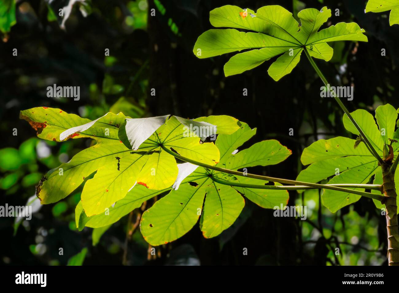 Guanacaste baum -Fotos und -Bildmaterial in hoher Auflösung – Alamy