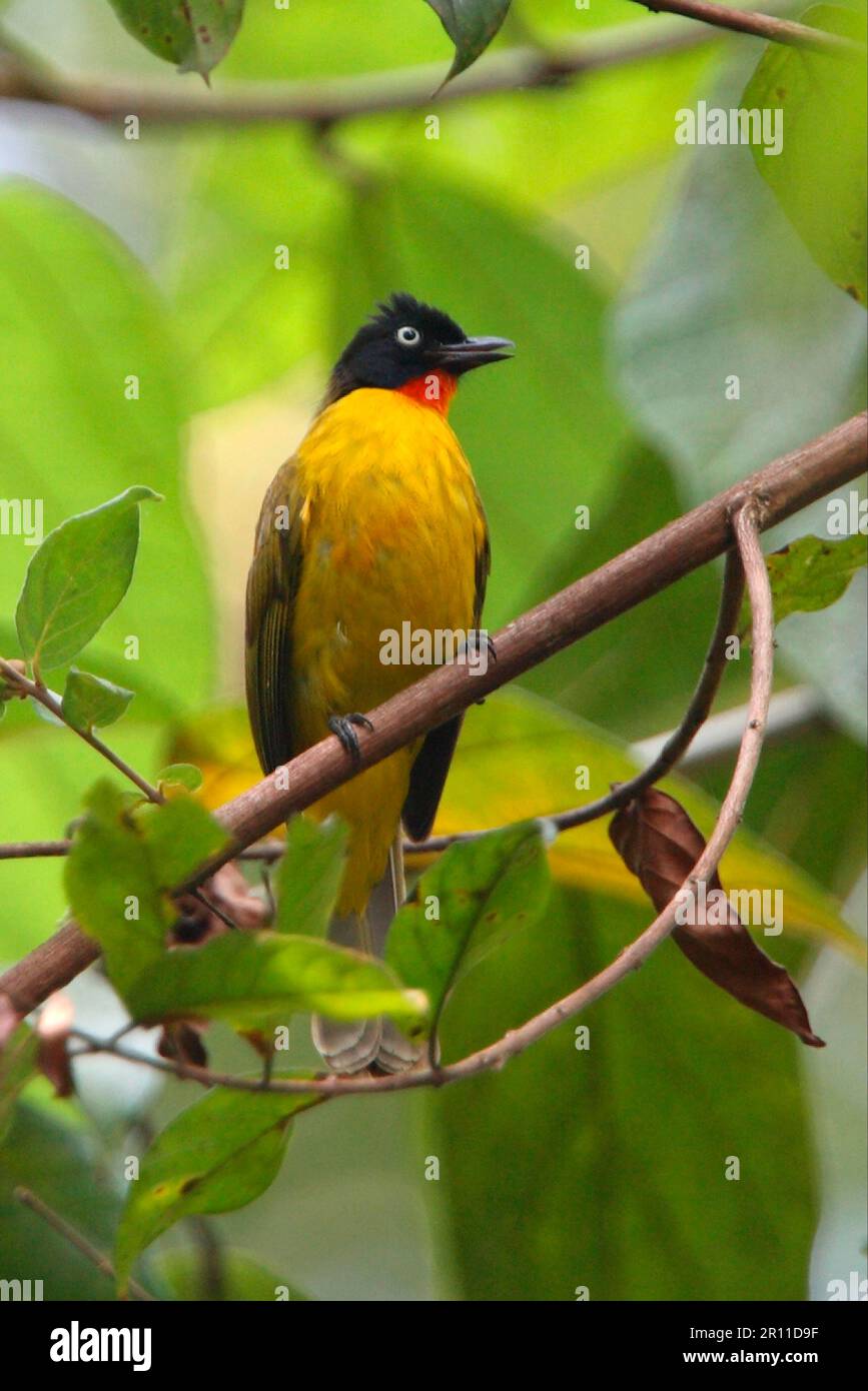 Pycnonotus gularis -Fotos und -Bildmaterial in hoher Auflösung – Alamy
