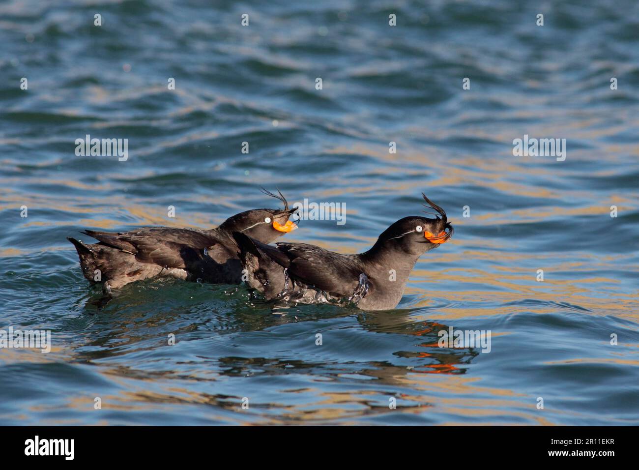 Schamauklet (Aethia cristatella) zwei Erwachsene, Schwimmen im Wasser ...