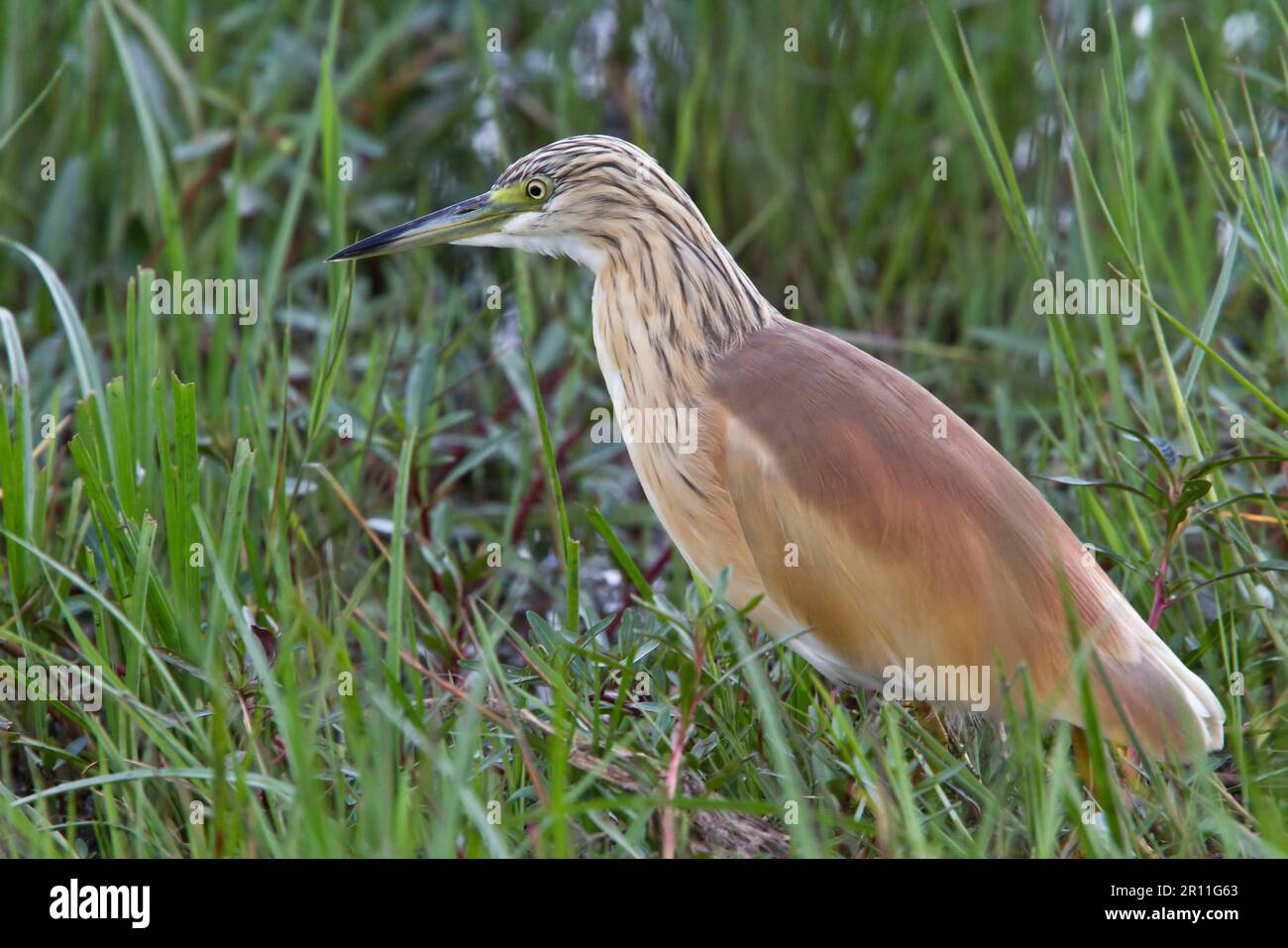 Kurzer dicker hals -Fotos und -Bildmaterial in hoher Auflösung – Alamy