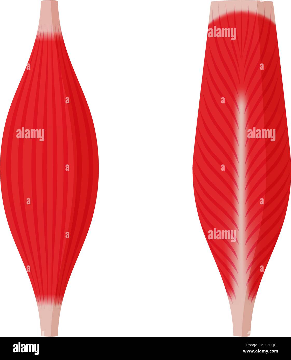 Anatomie muskel Stock-Vektorgrafiken kaufen - Alamy