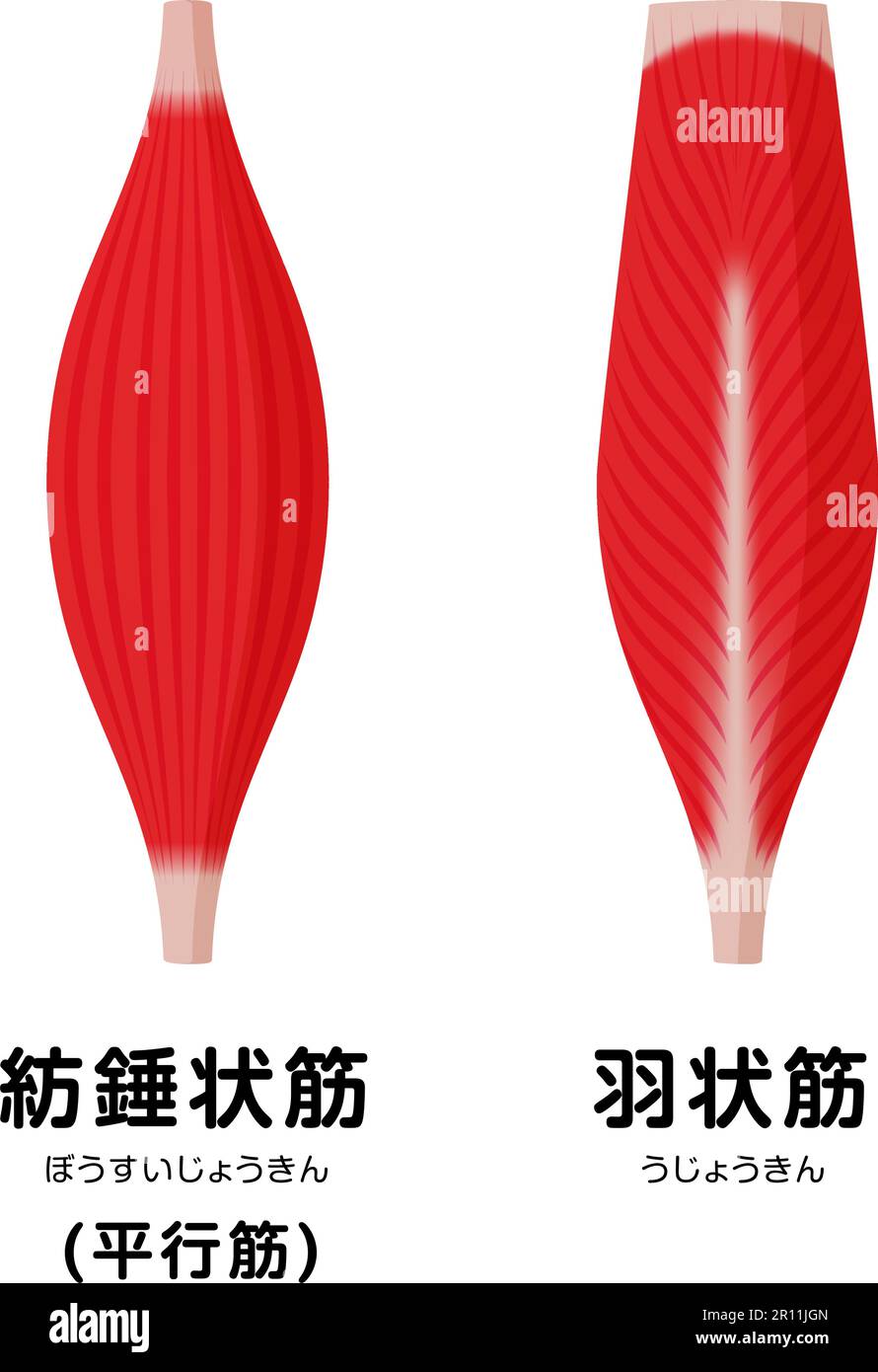 Anatomie muskel Stock-Vektorgrafiken kaufen - Alamy