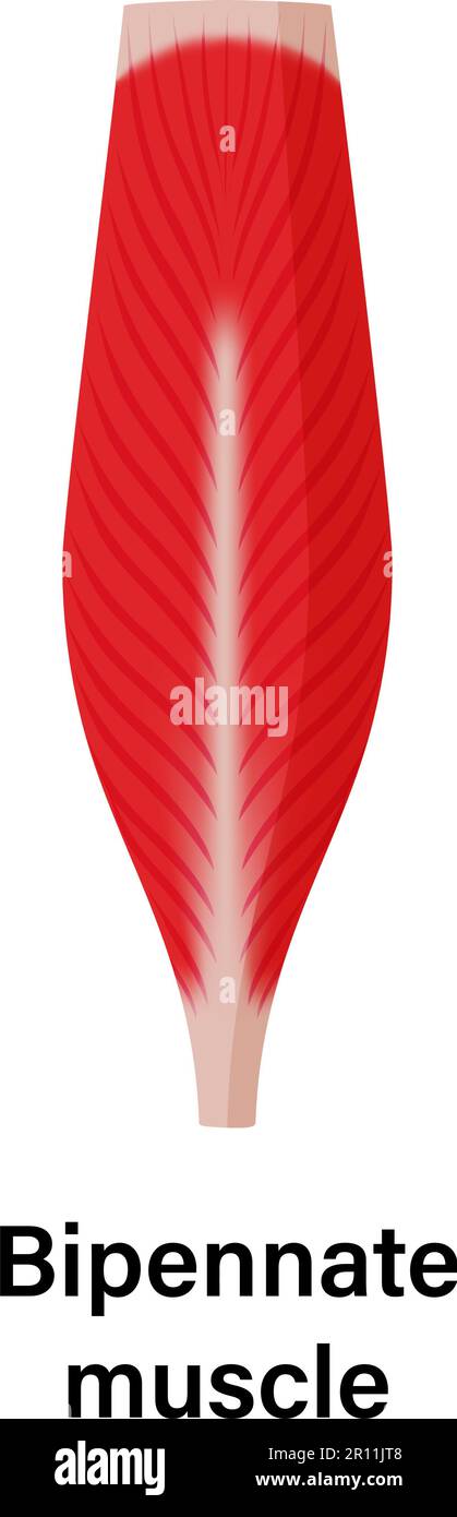 Anatomie muskel Stock-Vektorgrafiken kaufen - Alamy