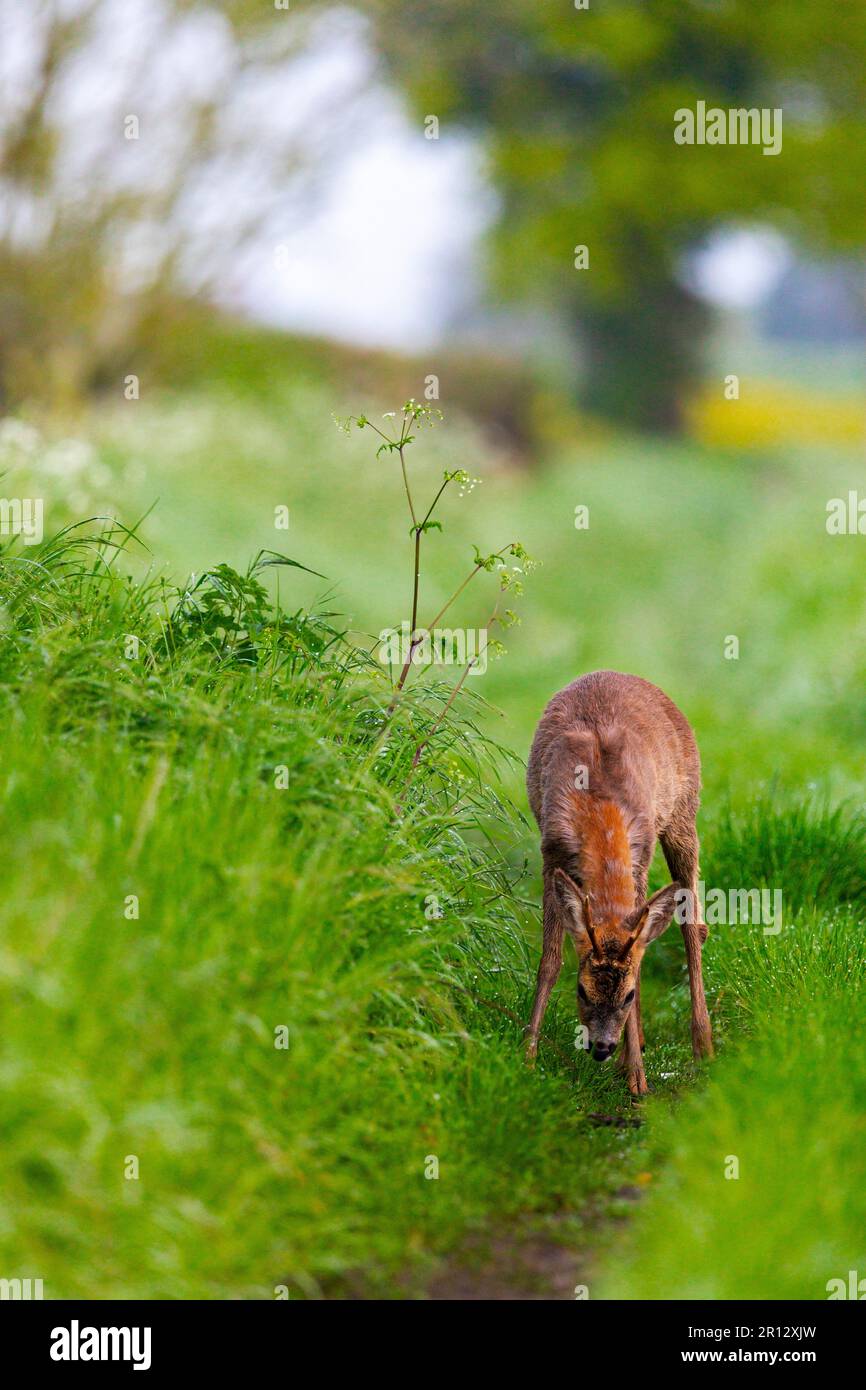 Ein jähzender Bock mitten in seinem Frühling in einem bevorzugten ...