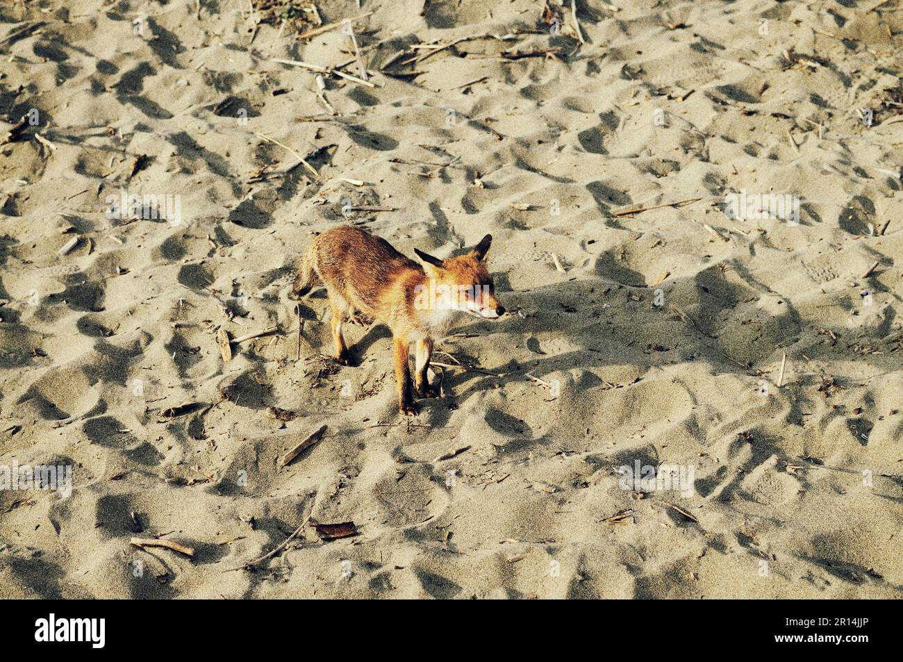 Fuchs am strand -Fotos und -Bildmaterial in hoher Auflösung – Alamy