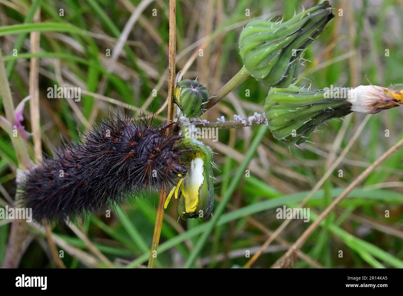 Schwarze Haarige Raupe
