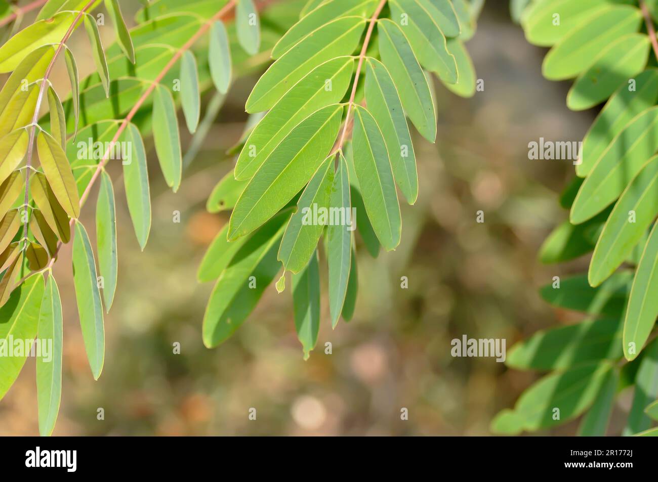 Senna siamea, Mezali oder Caesalpinioideae oder DETARIOIDEAE oder ...