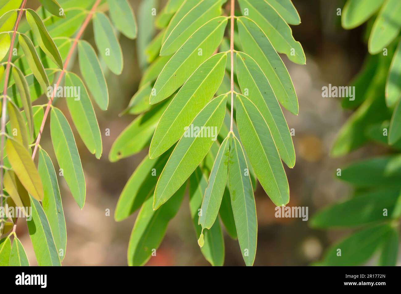 Senna siamea, Mezali oder Caesalpinioideae oder DETARIOIDEAE oder ...