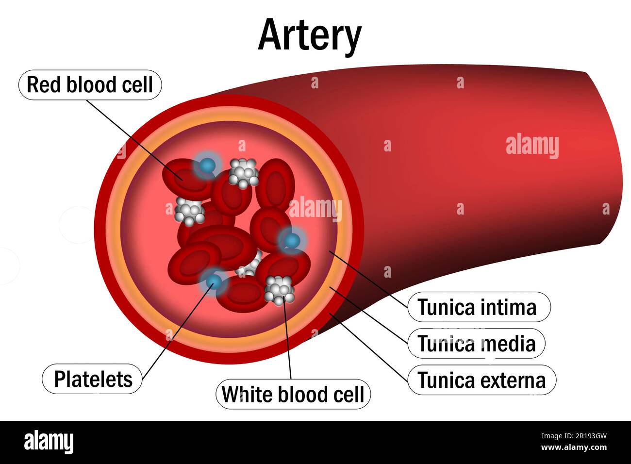 Anatomie der Arterien. Struktur der Blutgefässe, 3D-Rendering ...