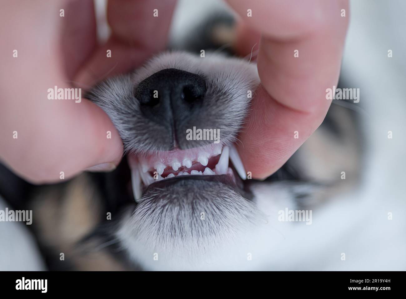 Richtiger gebiss -Fotos und -Bildmaterial in hoher Auflösung – Alamy