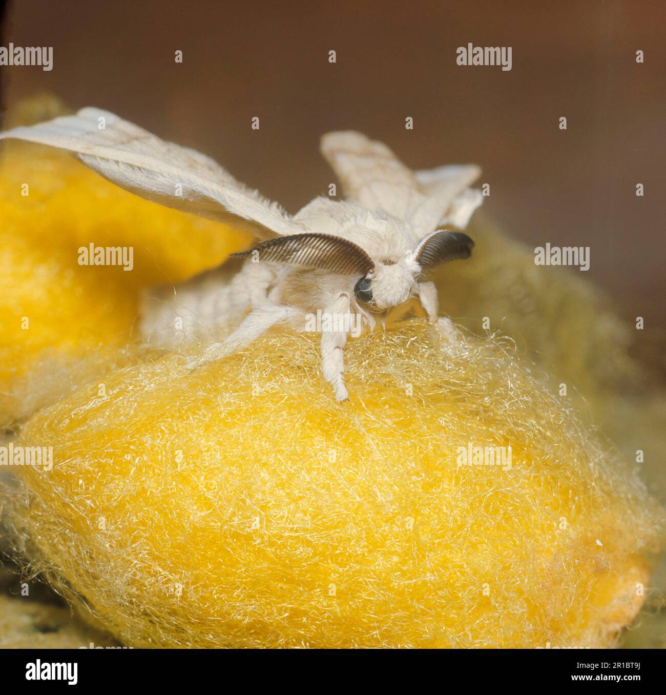 Bombix mori -Fotos und -Bildmaterial in hoher Auflösung – Alamy