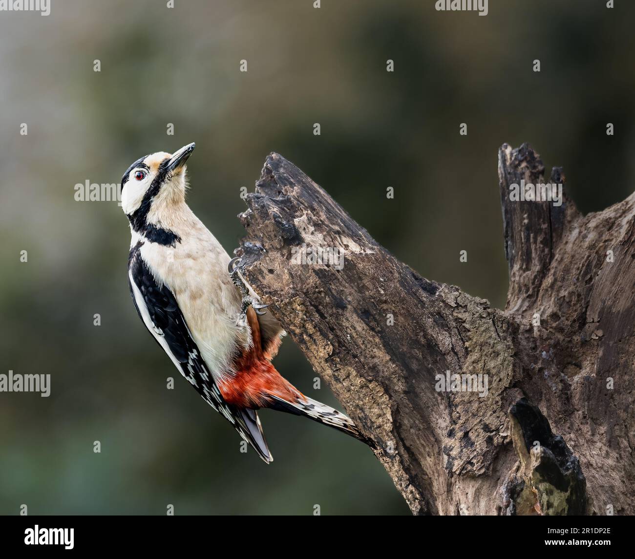 Specht auf totem baum -Fotos und -Bildmaterial in hoher Auflösung – Alamy