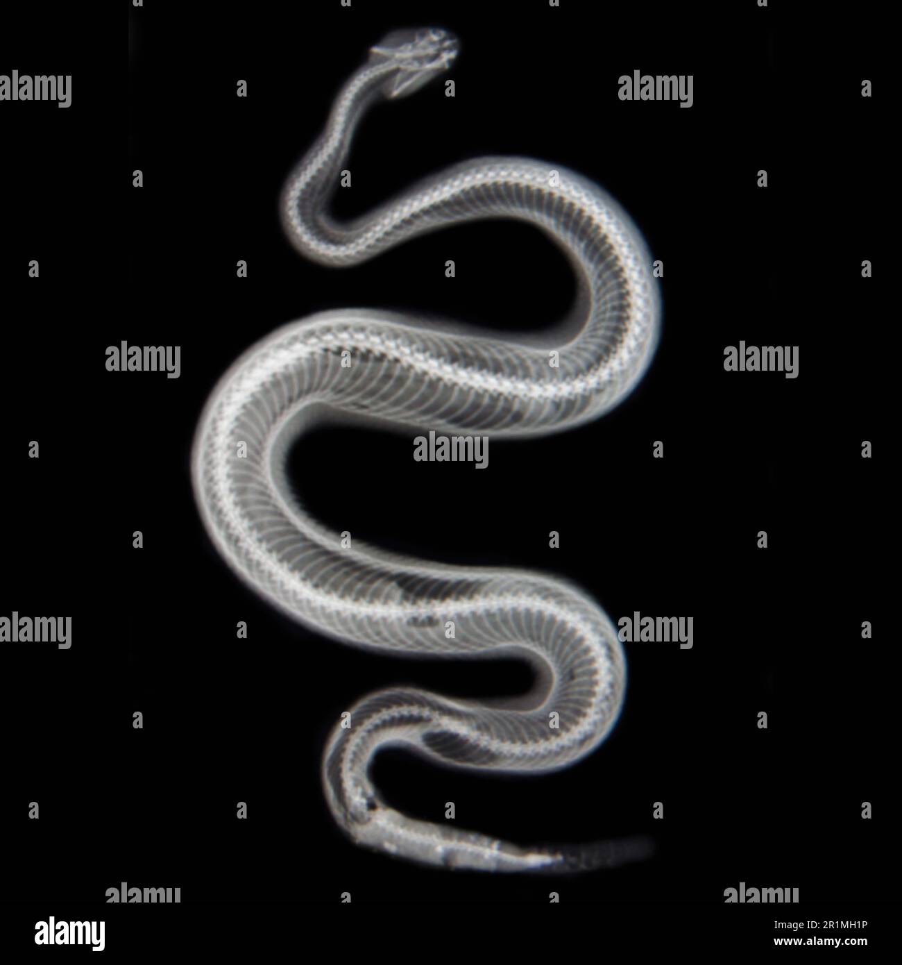 Anatomie der schlange -Fotos und -Bildmaterial in hoher Auflösung – Alamy