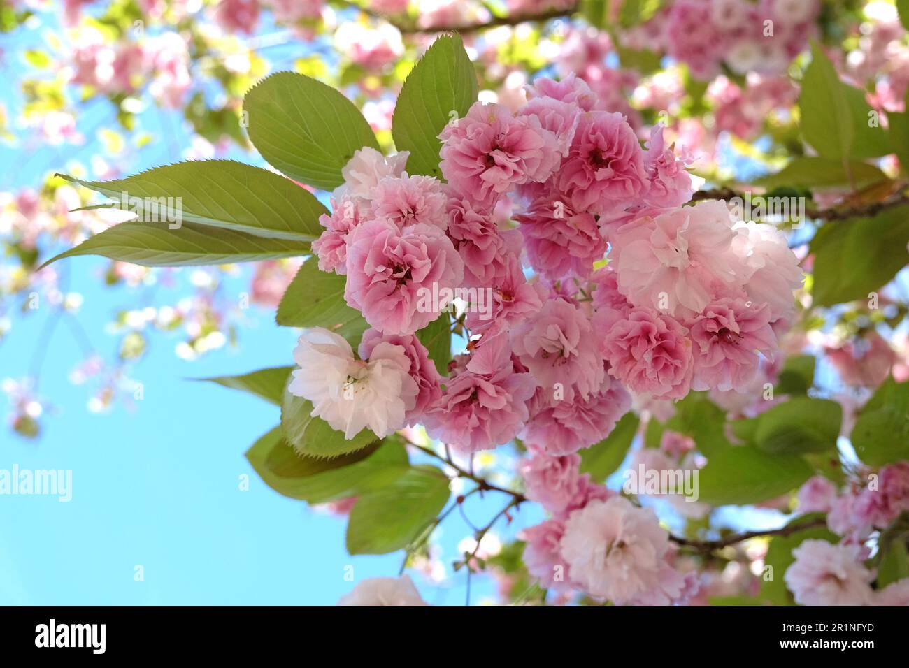 Prunus Serrulata Blute
