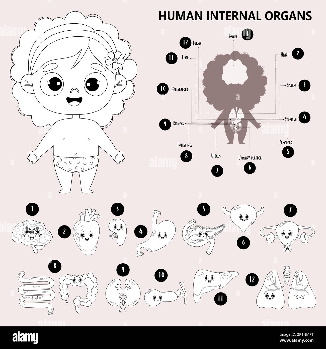 Kinder Anatomie menschlicher Körper. Süßes Mädchen und Sehschema ...