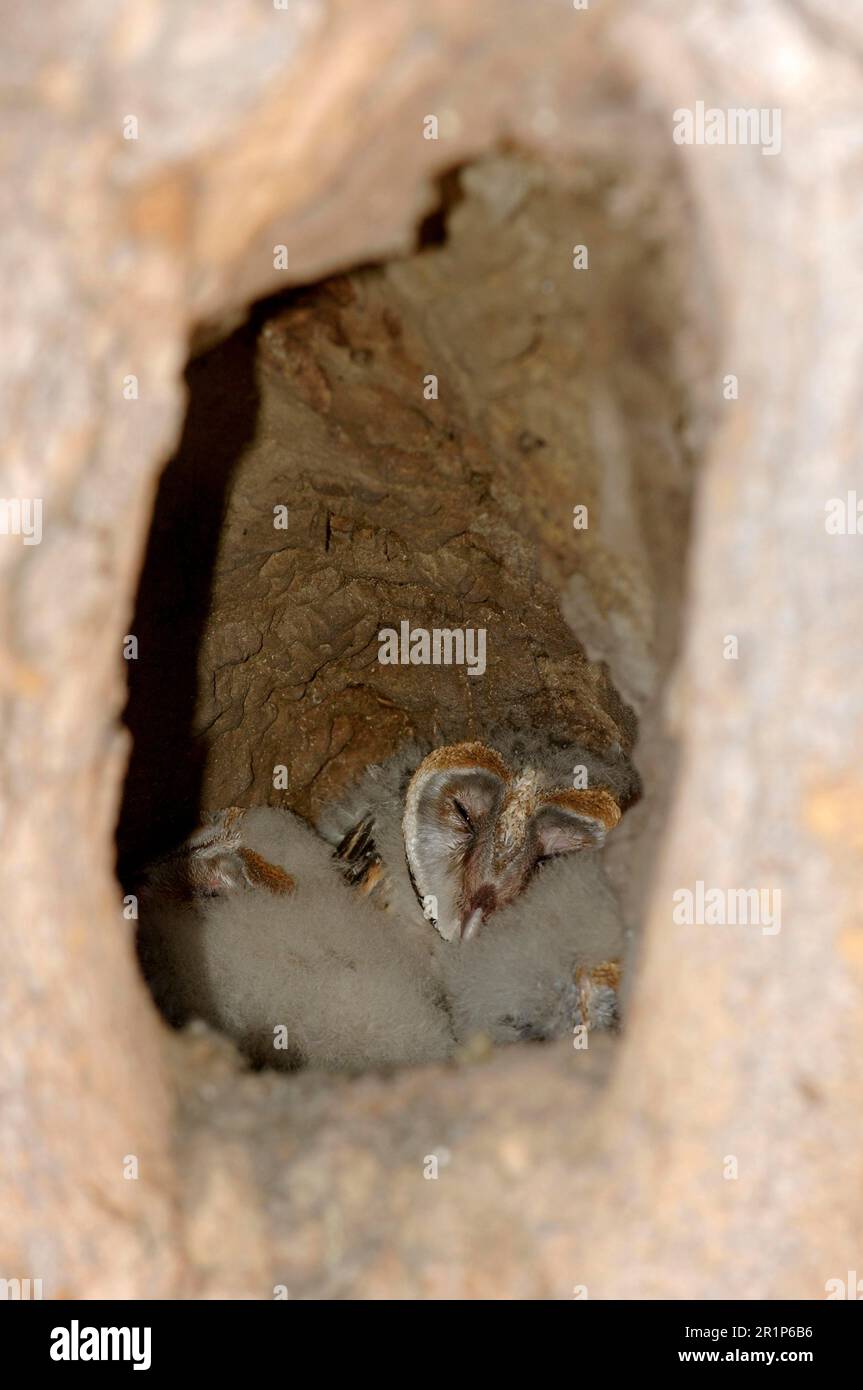 Kleine eule entspannt -Fotos und -Bildmaterial in hoher Auflösung – Alamy