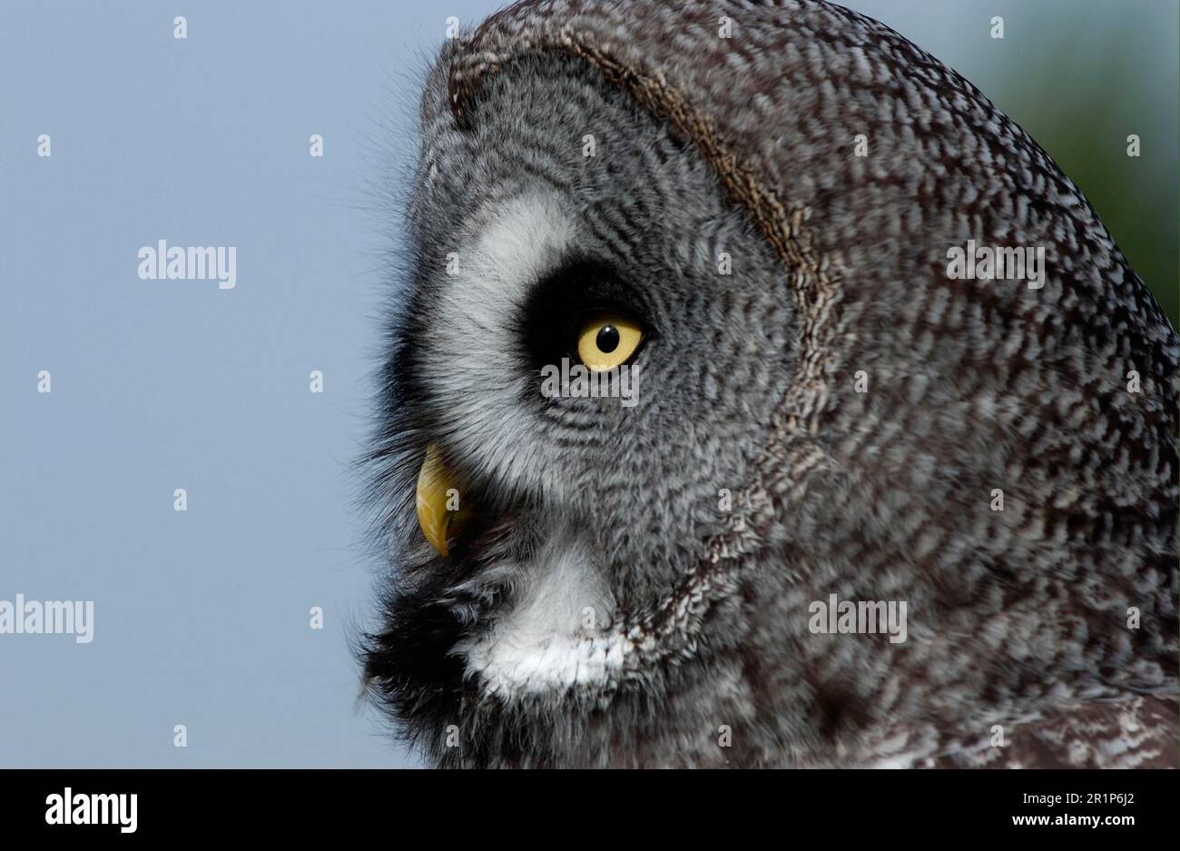 Tolle graue eulen -Fotos und -Bildmaterial in hoher Auflösung – Alamy