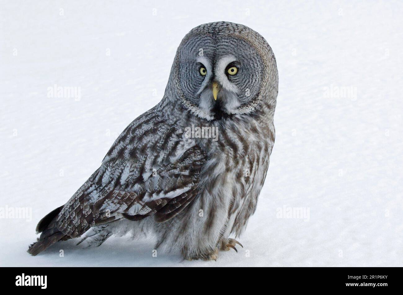 Große Graueulen (Strix nebulosa), Eulen, Tiere, Vögel, Eulen, Große graue Eule, erwachsen, auf ...