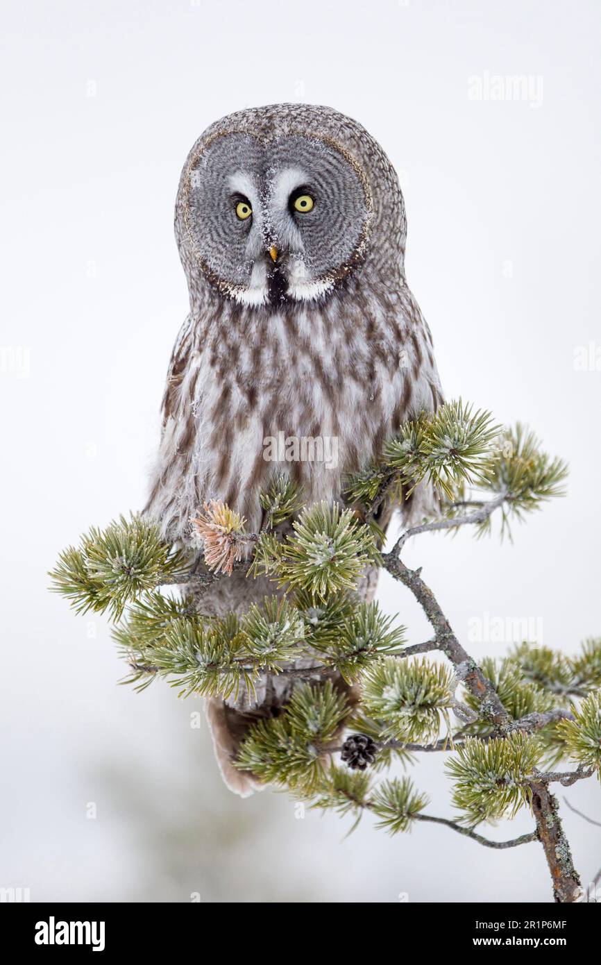 Große graue Eule, große graue Eulen (Strix nebulosa), Eulen, Tiere, Vögel, Eulen, Große graue ...