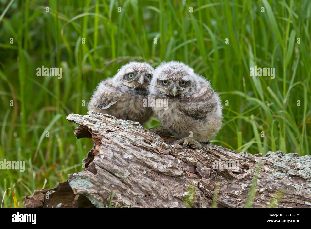 Kleine Eule, kleine Eulen (Athene noctua), Eulen, Tiere, Vögel, Eulen ...
