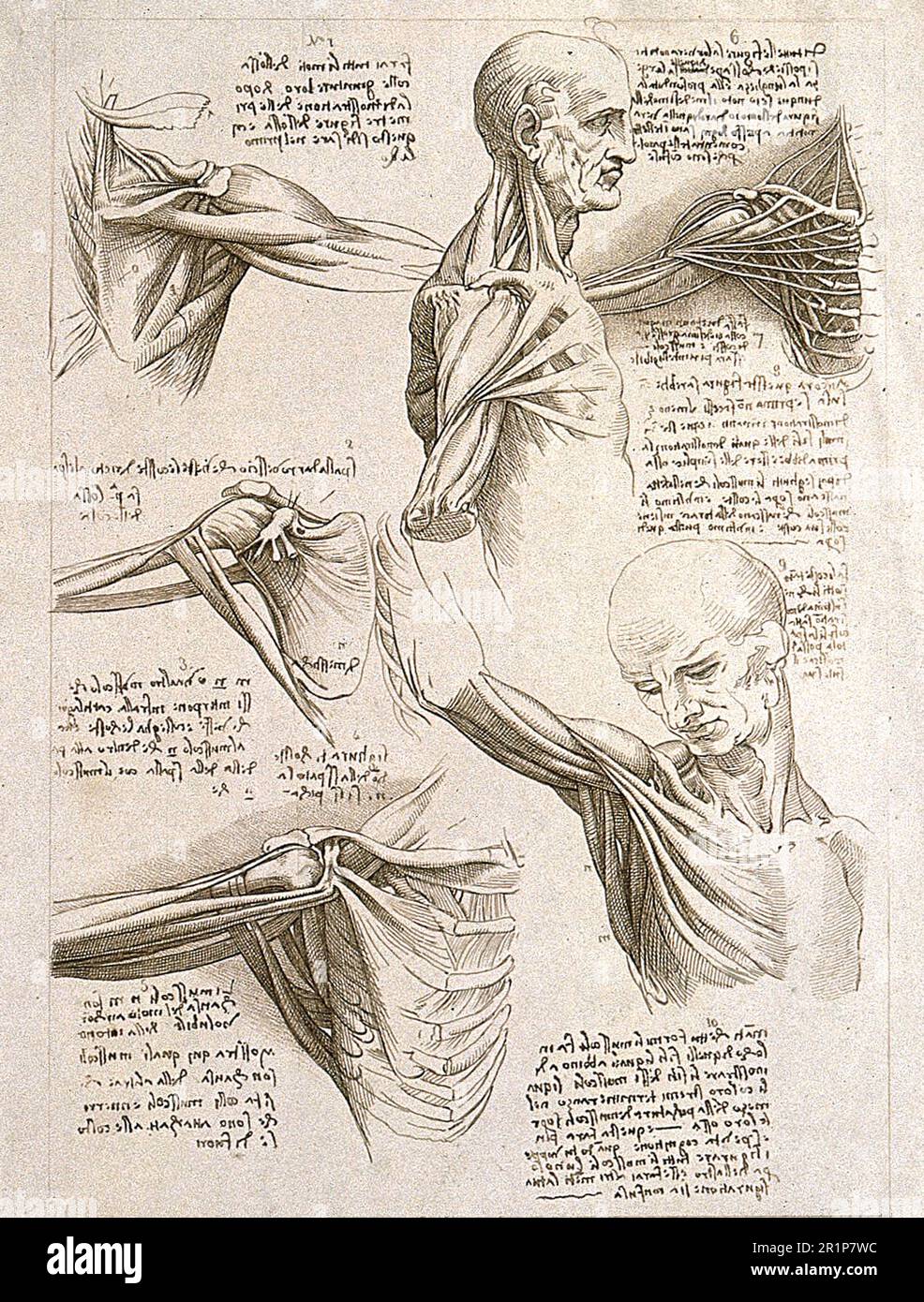 Muskeln der oberen Extremitäten, Thorax, Kopf und Hals, anatomische ...