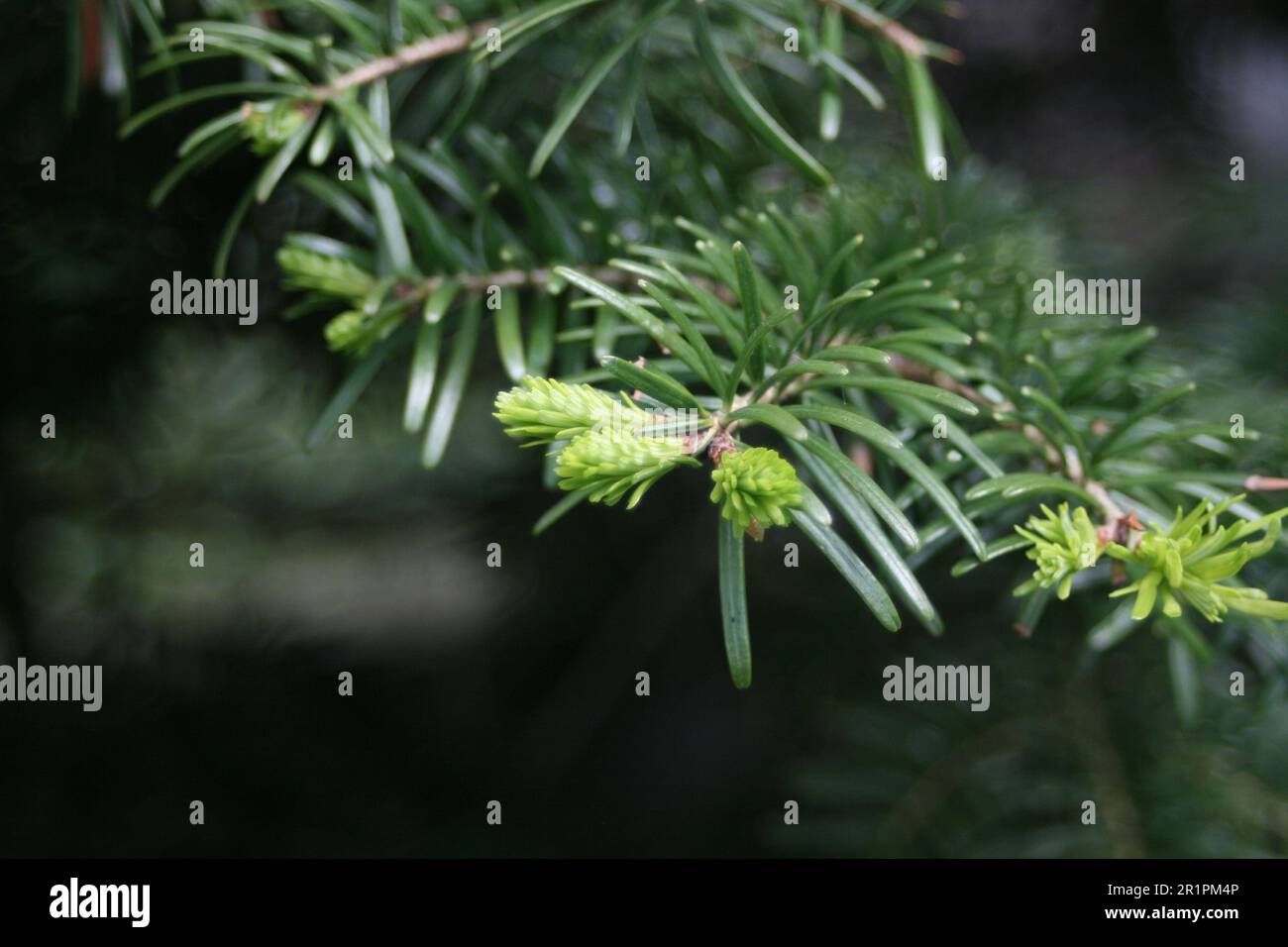 Cercis siliquastrum seed -Fotos und -Bildmaterial in hoher Auflösung ...