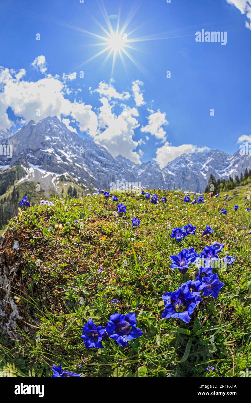 Blue Gentian, Gentiana alpina, Engalm, Karwendel Mountains, Tirol ...