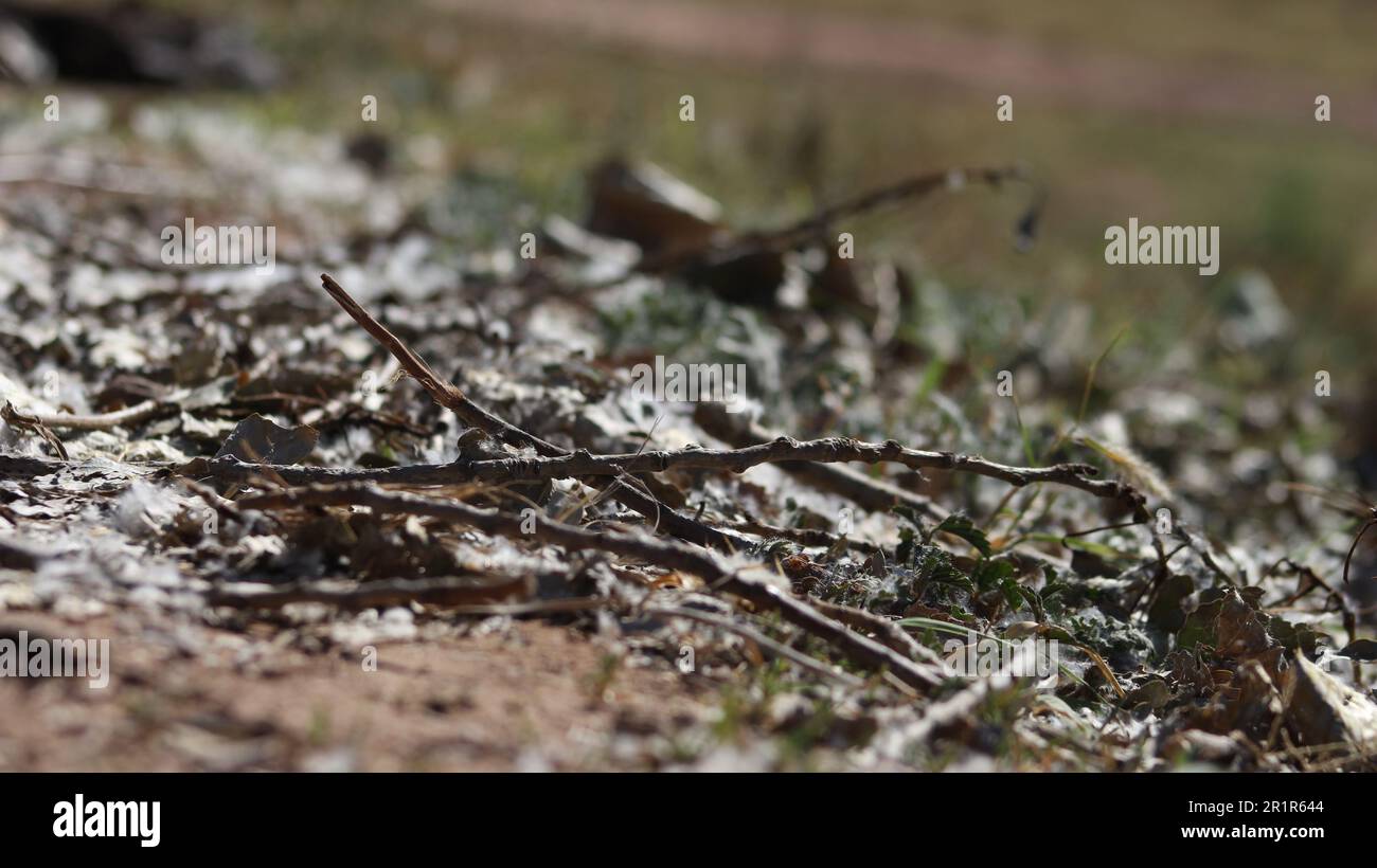Oak leaf skeleton -Fotos und -Bildmaterial in hoher Auflösung – Alamy