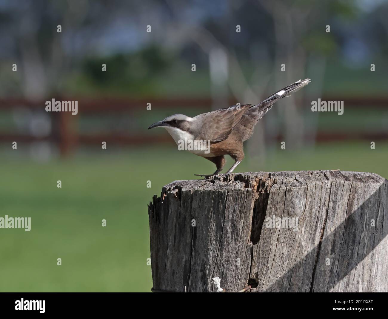 Pomatostomus temporalis -Fotos und -Bildmaterial in hoher Auflösung – Alamy