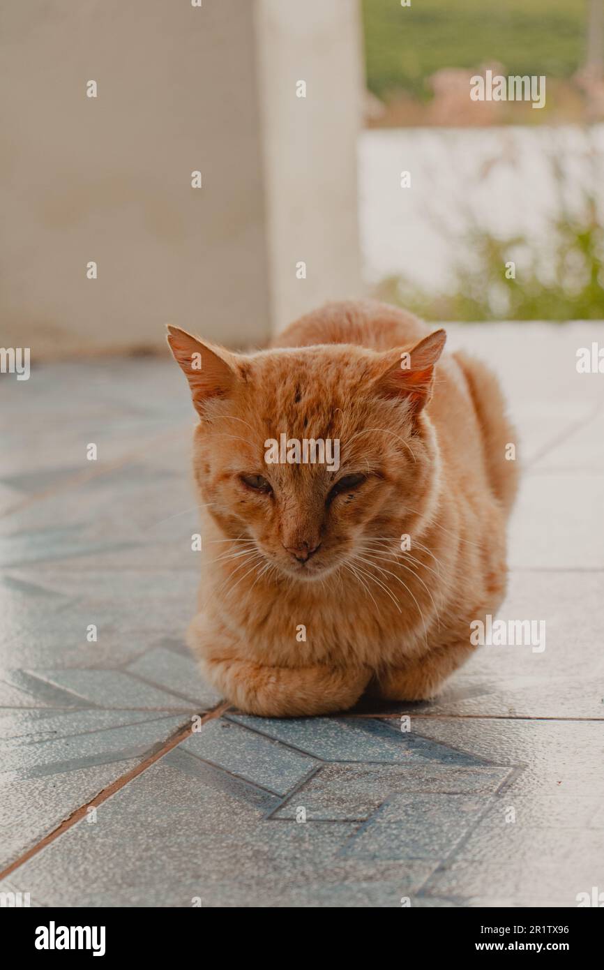 Sphinx position -Fotos und -Bildmaterial in hoher Auflösung – Alamy