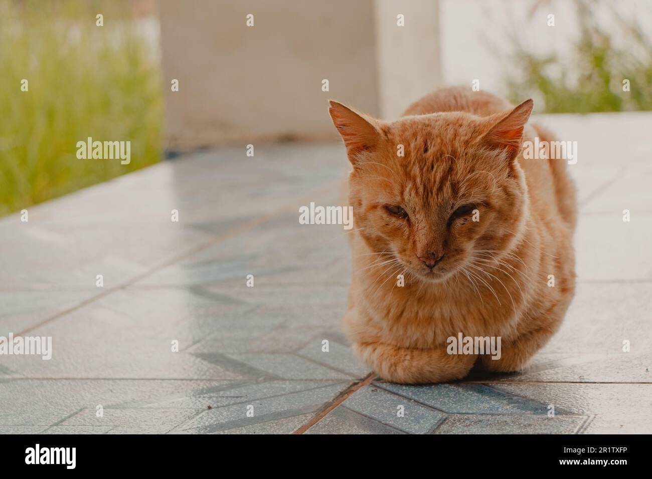Sphinx position -Fotos und -Bildmaterial in hoher Auflösung – Alamy