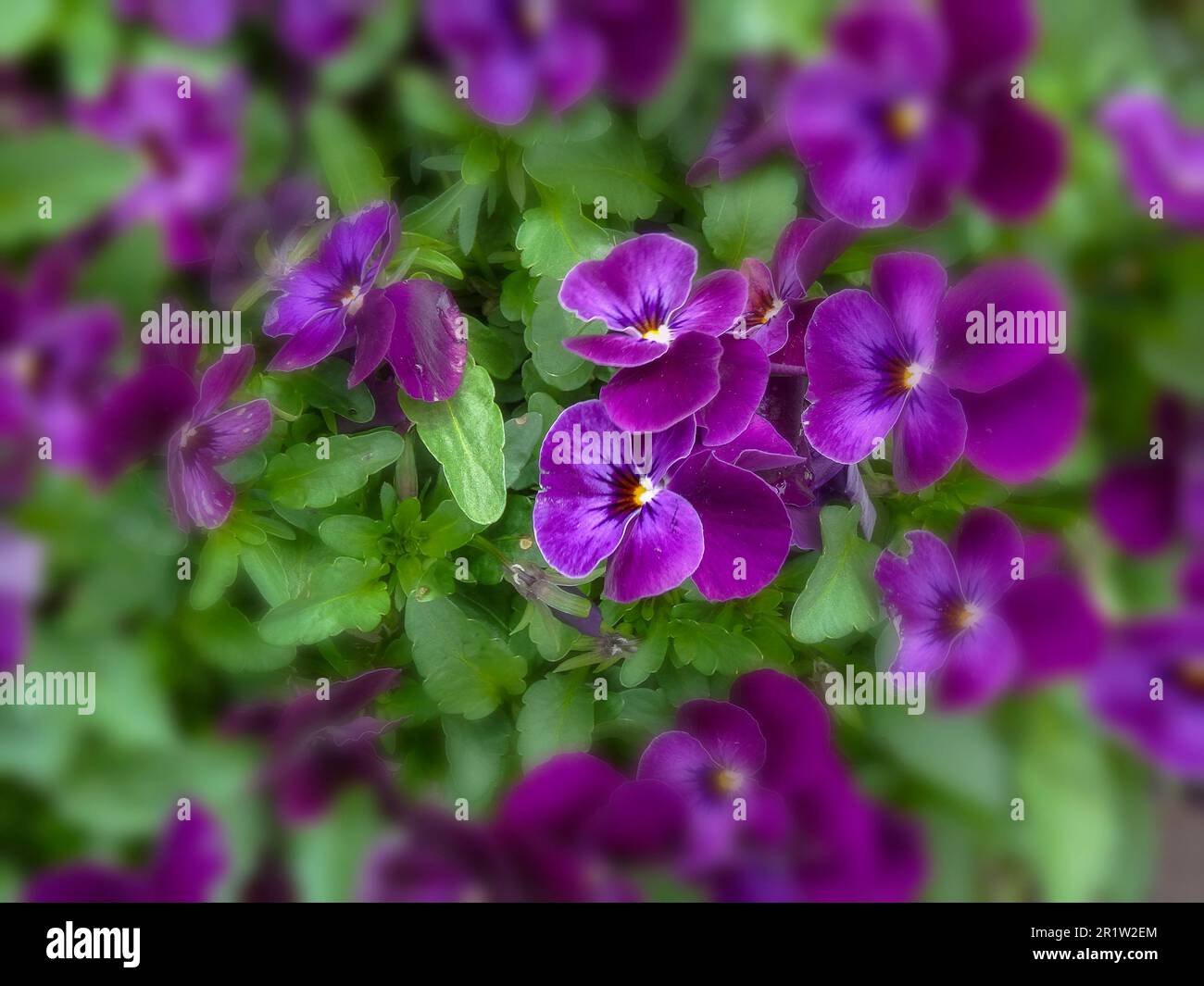 F1 hybride viola cornuta -Fotos und -Bildmaterial in hoher Auflösung ...