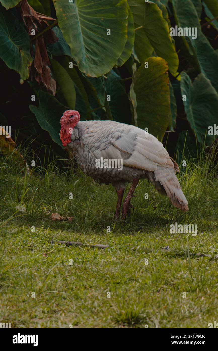 Heu vogelkopf -Fotos und -Bildmaterial in hoher Auflösung – Alamy