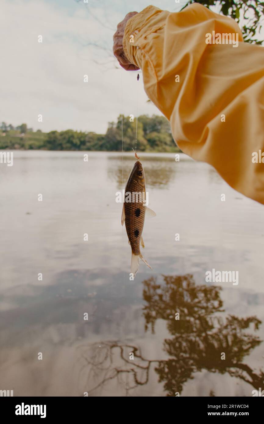 Piau fisch -Fotos und -Bildmaterial in hoher Auflösung – Alamy